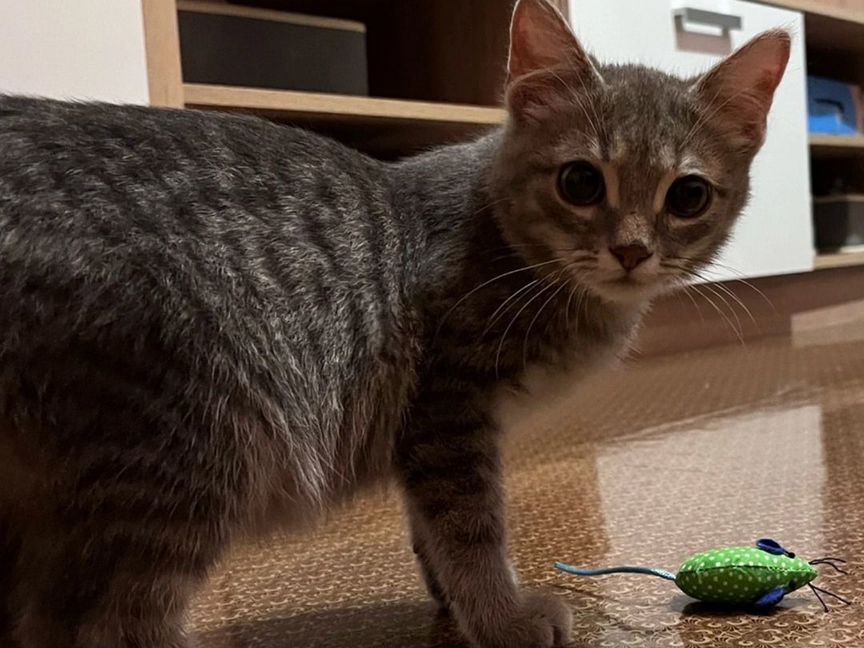 Котенок Серик ищет дом