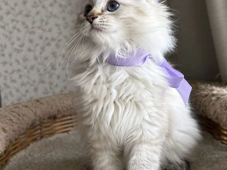 Котёнок девочка Невская Маскарадная