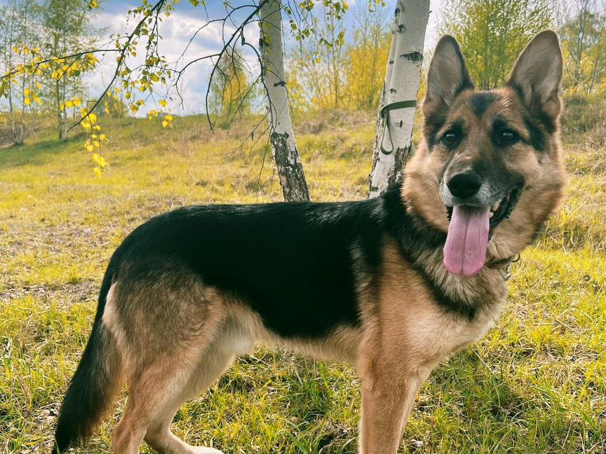 Серьёзный Мухтар