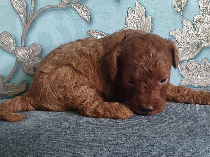 Редбраун чудо детки пуделя