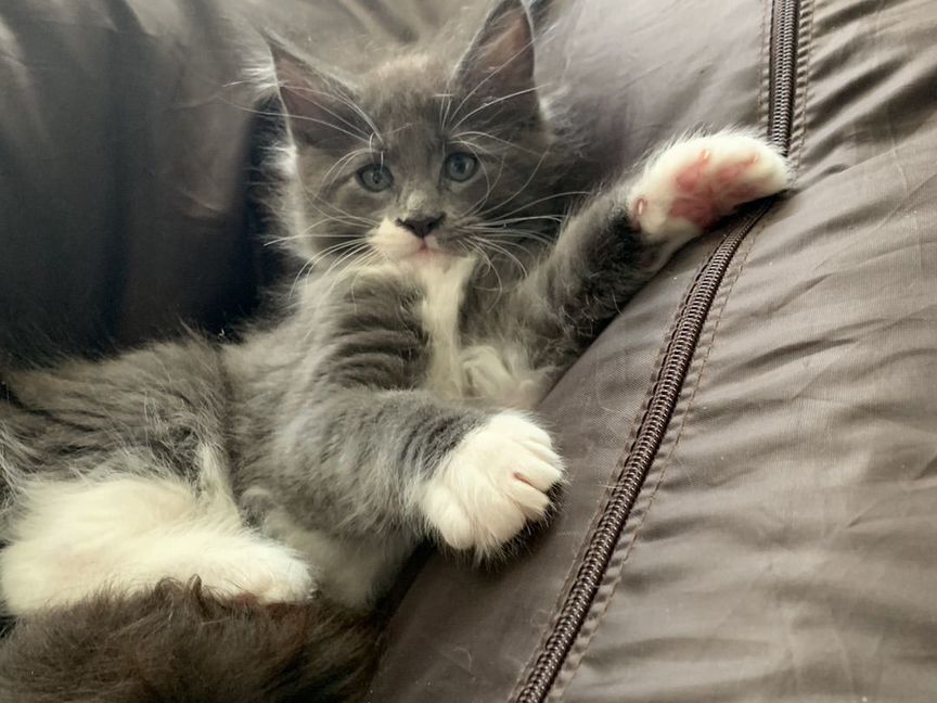 Мейн-кун котенок голубая дымка