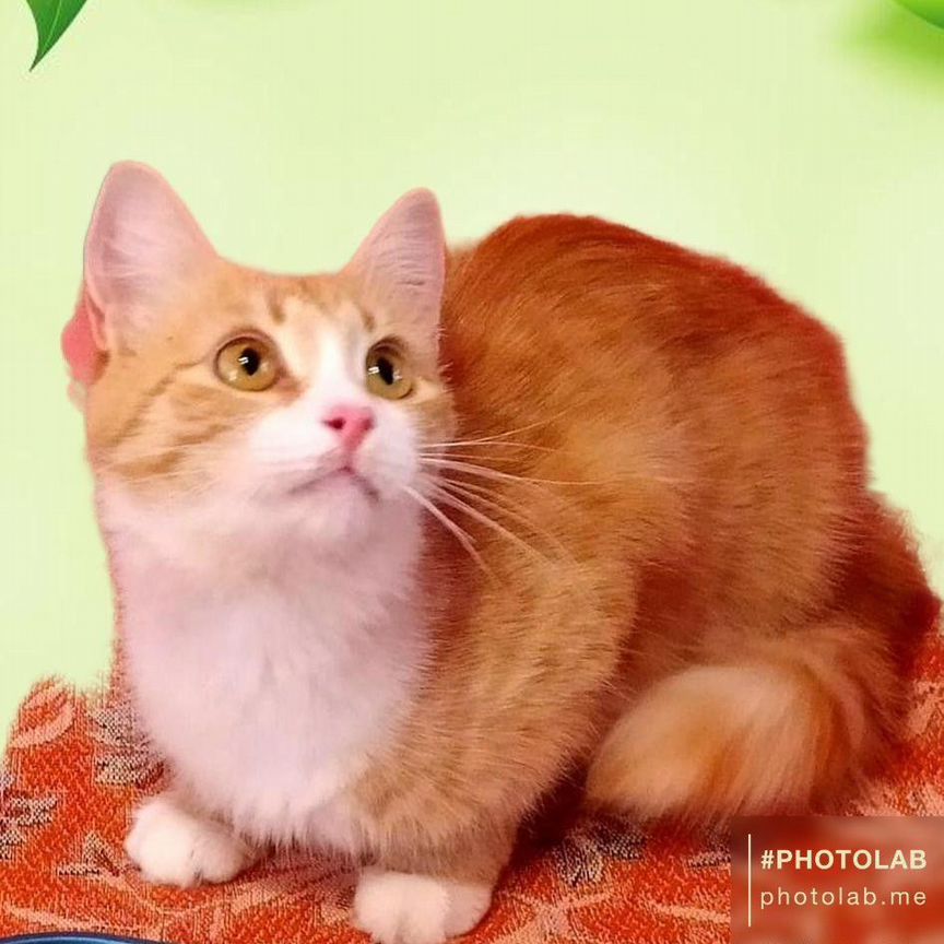 Солнечная кошечка в самые добрые ручки