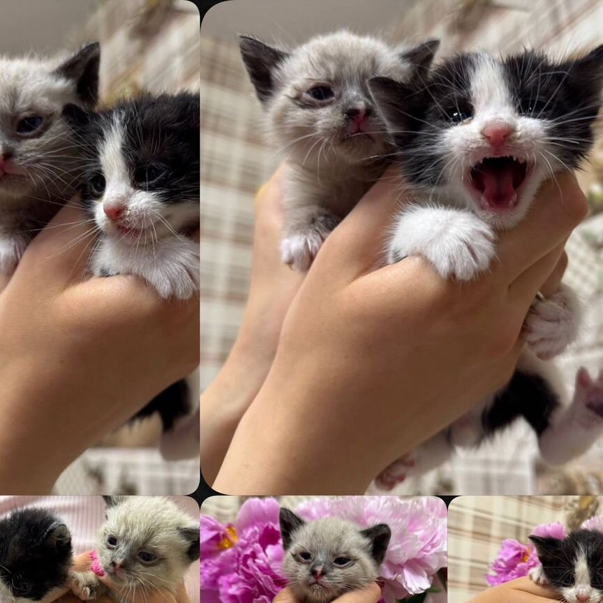 Котёнок в добрые руки