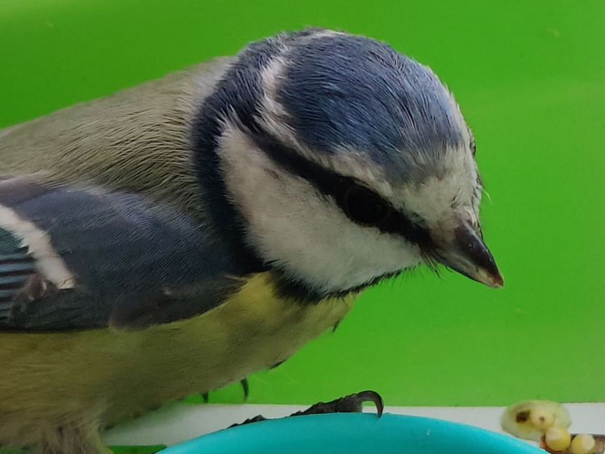 Синичка лазоревка