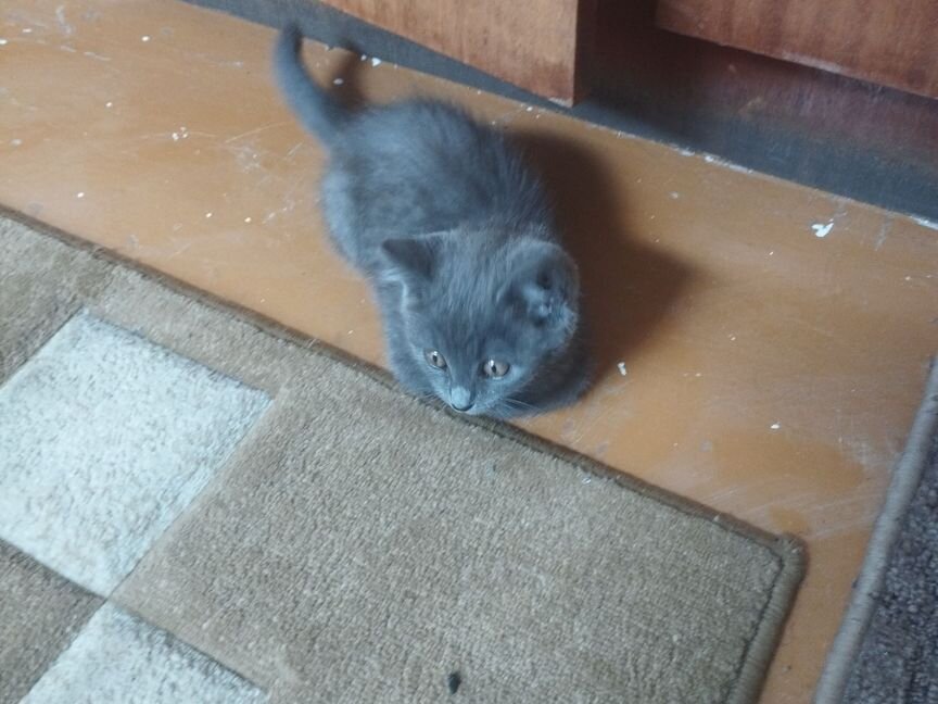 Кошка в дар