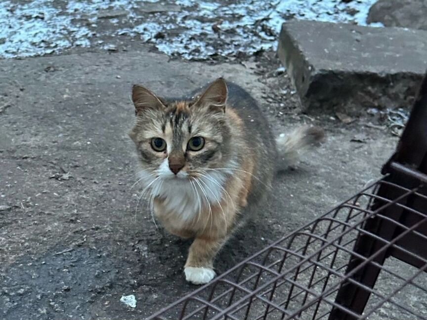 Котёнок на улице, в добрые руки
