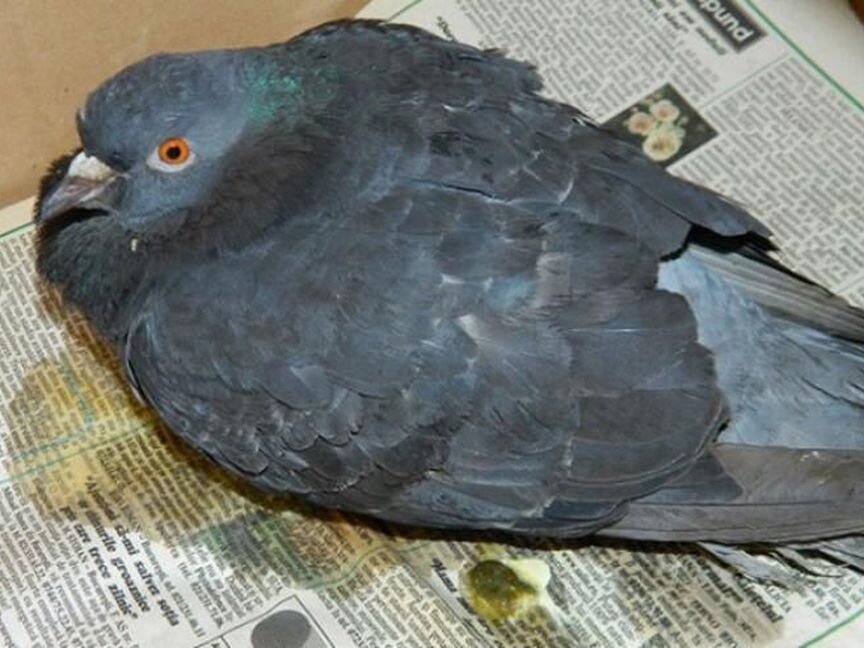 Помогите больному голубю