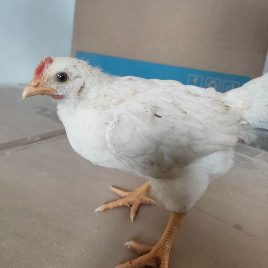 Петухи и куры Ломан браун