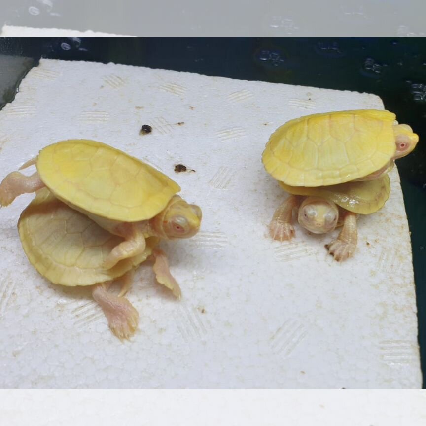 Черепаха Альбинос