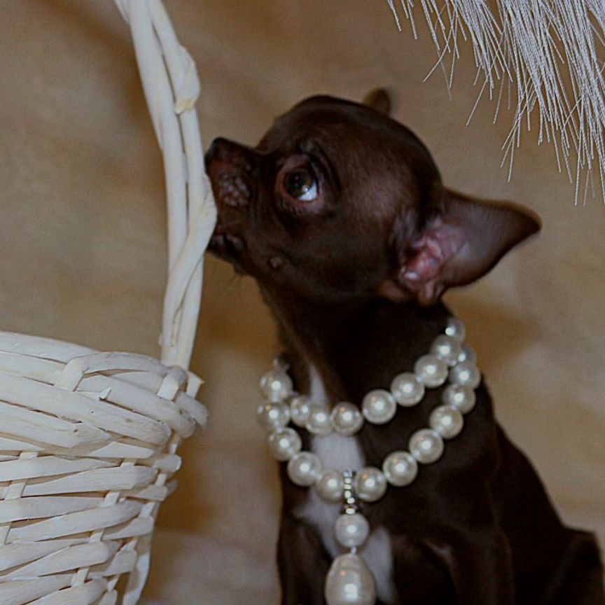 Чихуахуа мини