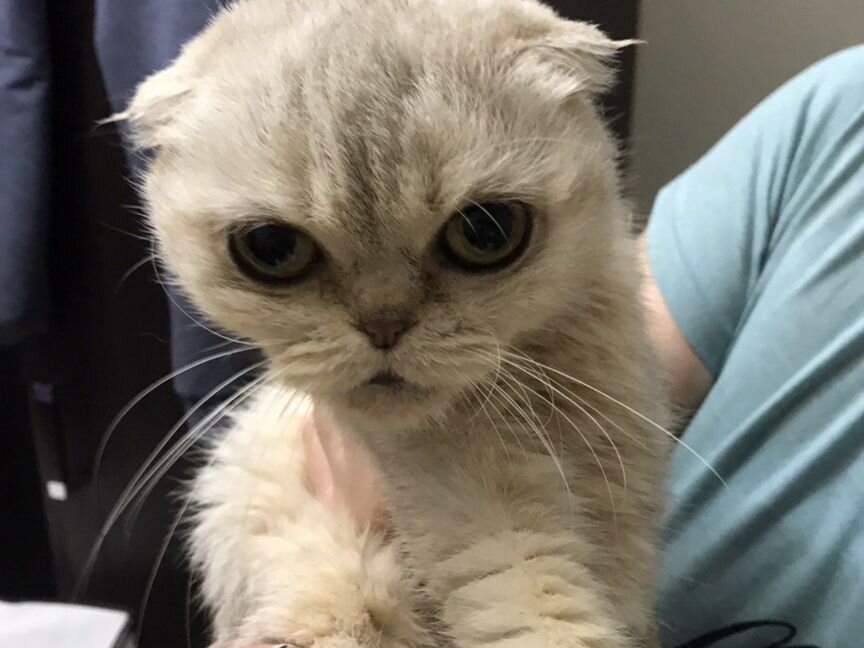Шотландская кошечка в добрые руки