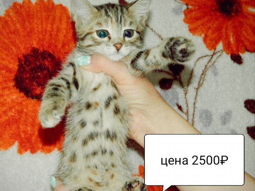 Ласковые гиганты