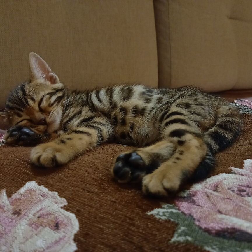 Бенгальская девочка 2 месяца