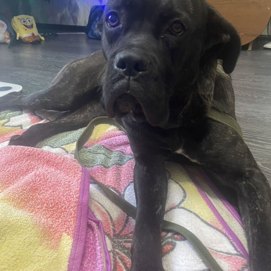 Кане корсо в добрые руки