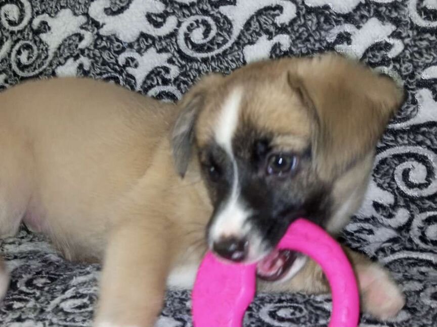 Собака в добрые руки маленькая порода