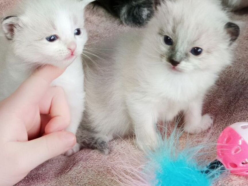 Сладкие крошечки рэгдолл