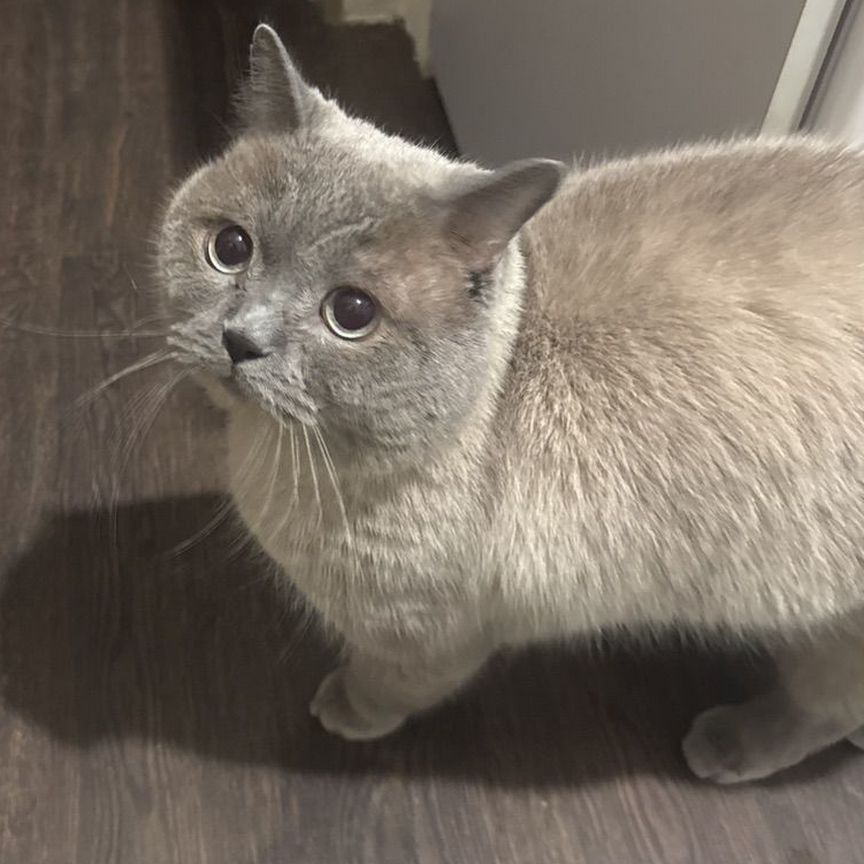 Британский длинношёрстный, взрослый кот