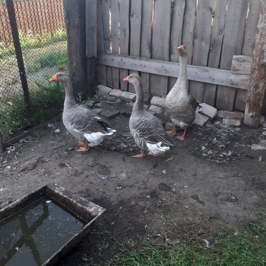 Семья гусей