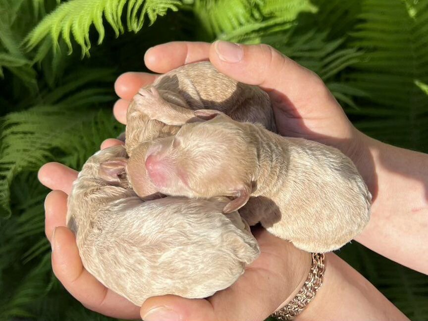 Щенки мальтипу f1 бронь