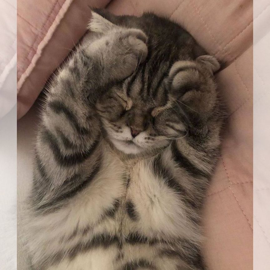 Шотландский вислоухий короткошёрстный котёнок