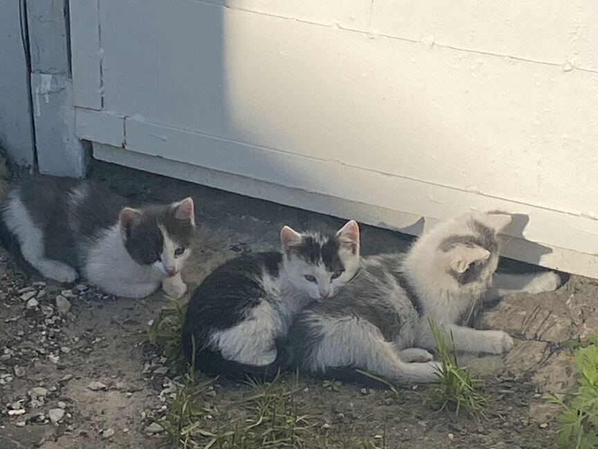 Котята в добрые руки