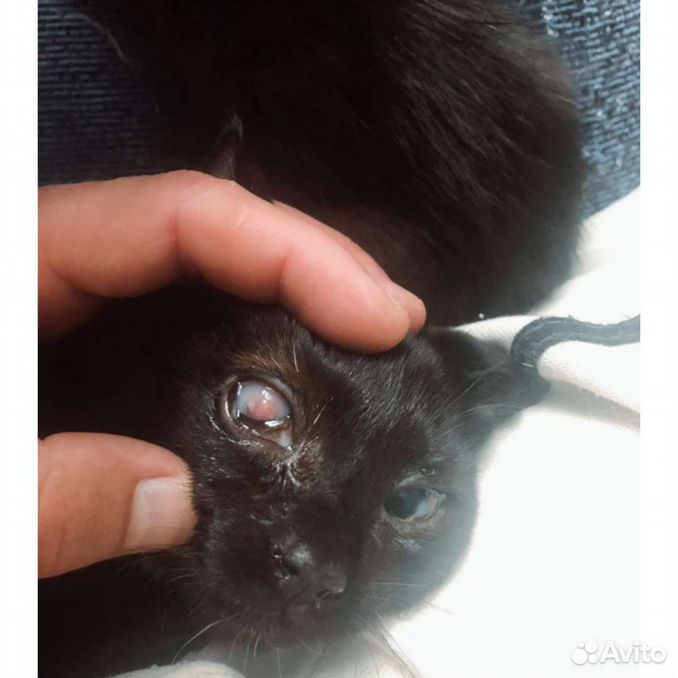 Котенок с больным глазиком