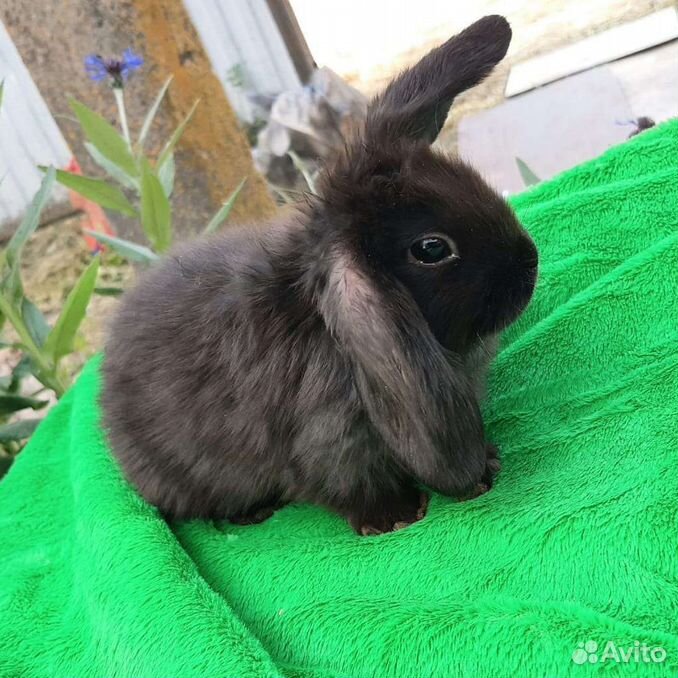 Декоративные кролики вислоухие разных окрасов
