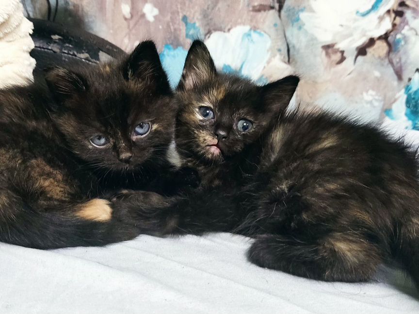 Котята в добрые руки бесплатно