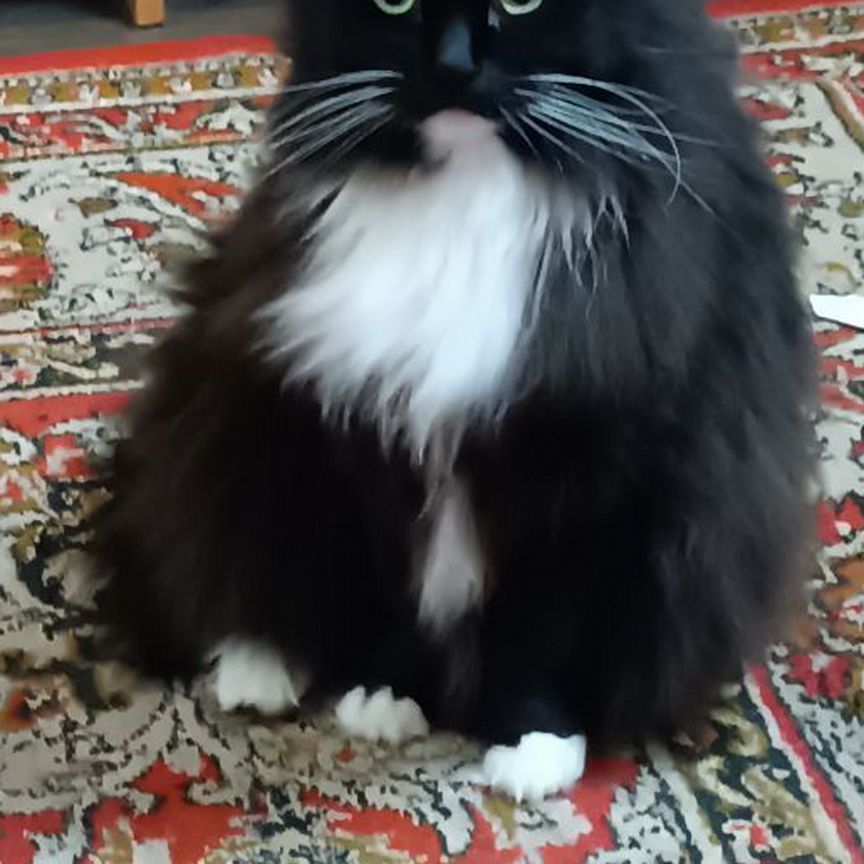 Ориентальный, взрослый кот