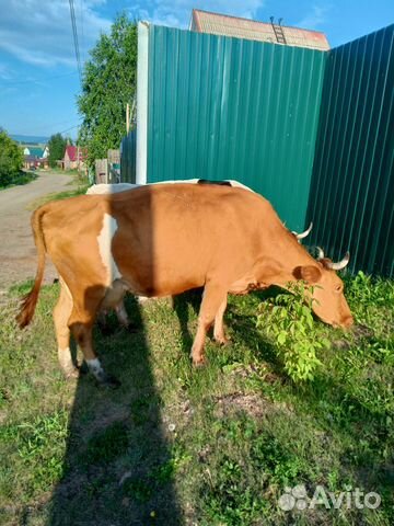 Продам корову