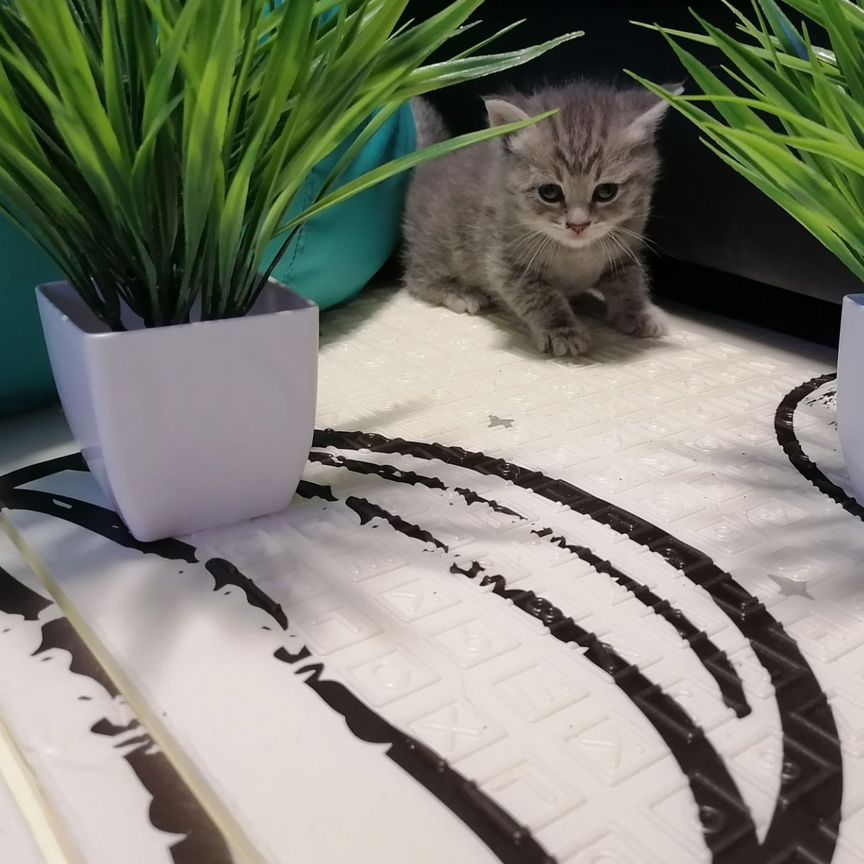 Шотландский прямоухий длинношёрстный котёнок