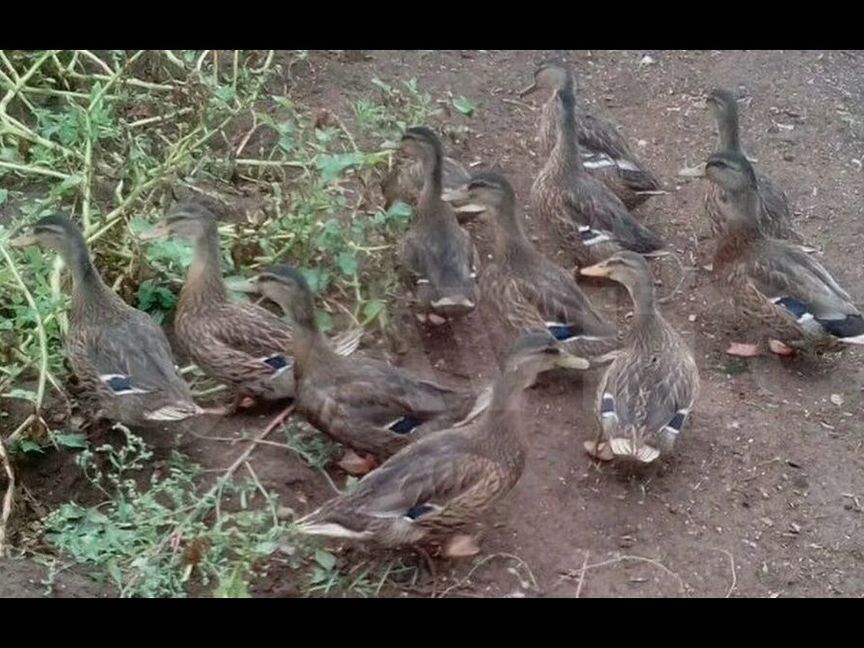 Утки подсадные