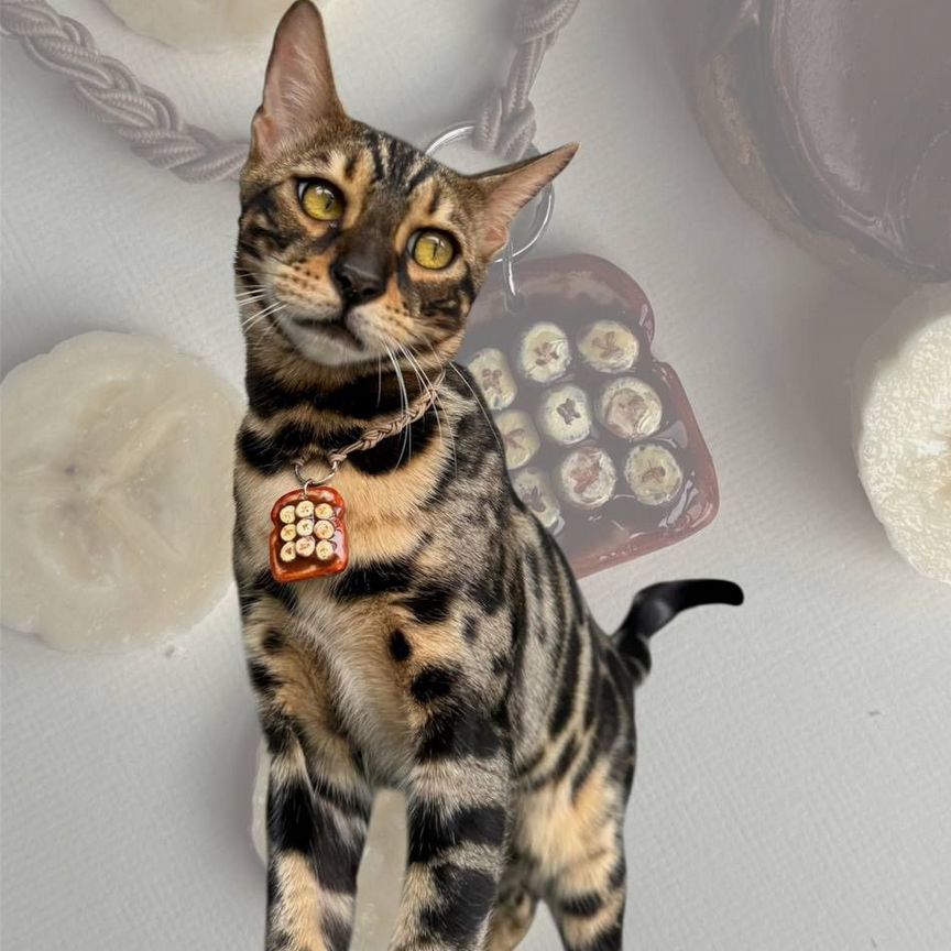 Бенгальская кошка, взрослая