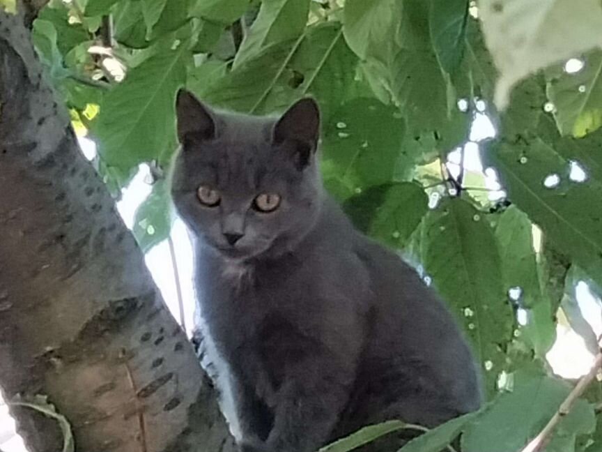 Котенок