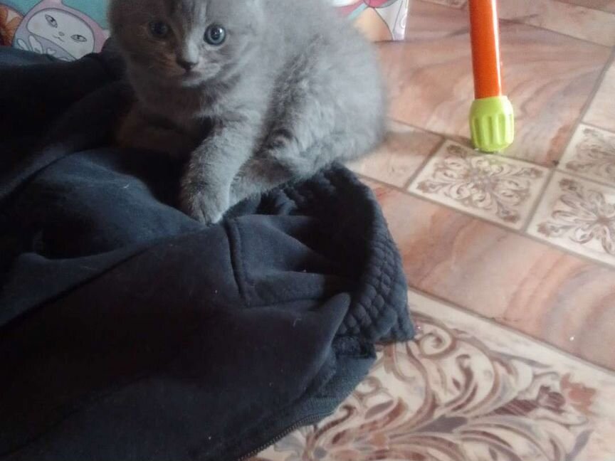 Котята в добрые руки бесплатно