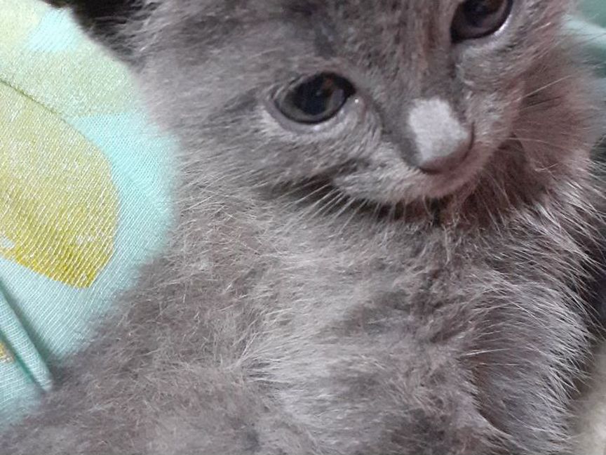 Котенок