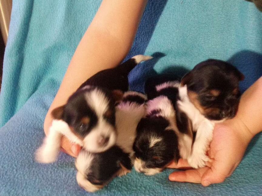 Щенки бивер йорка