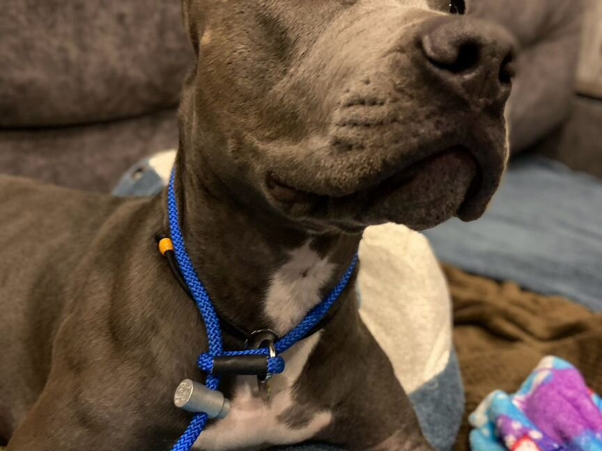 Поводок контроллер для собак, 3 метра