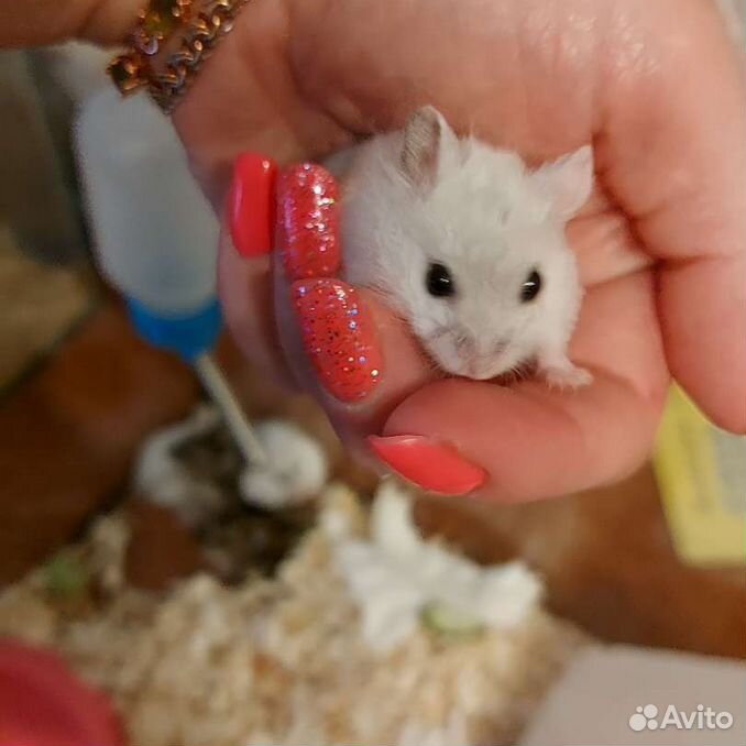 Джунгарские хомячки