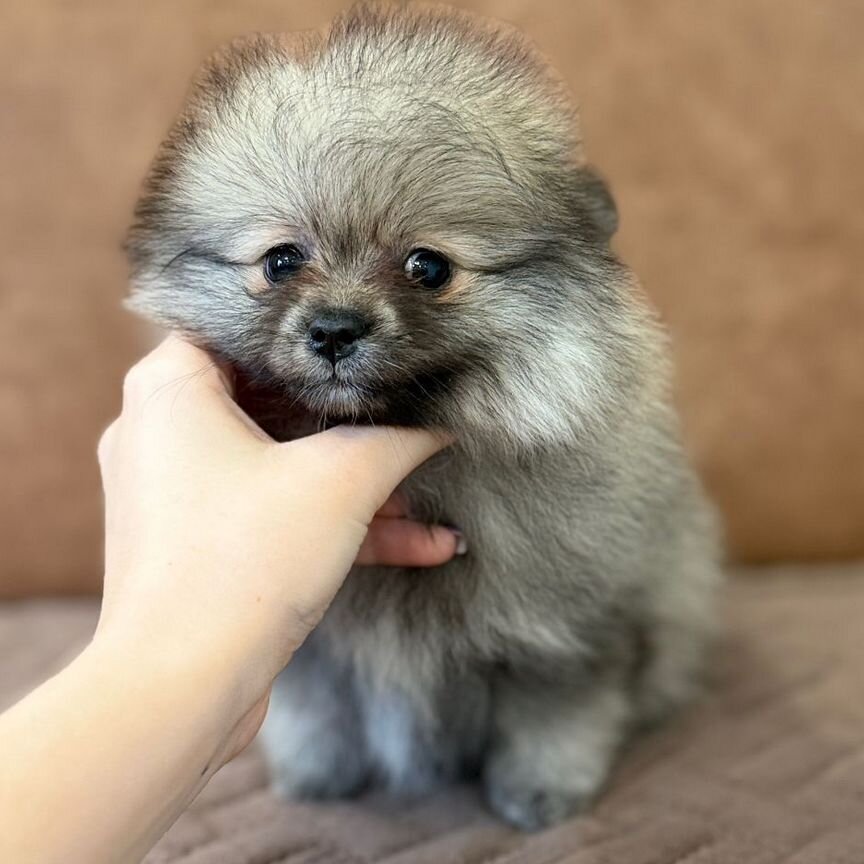 Померанский шпиц, щенок