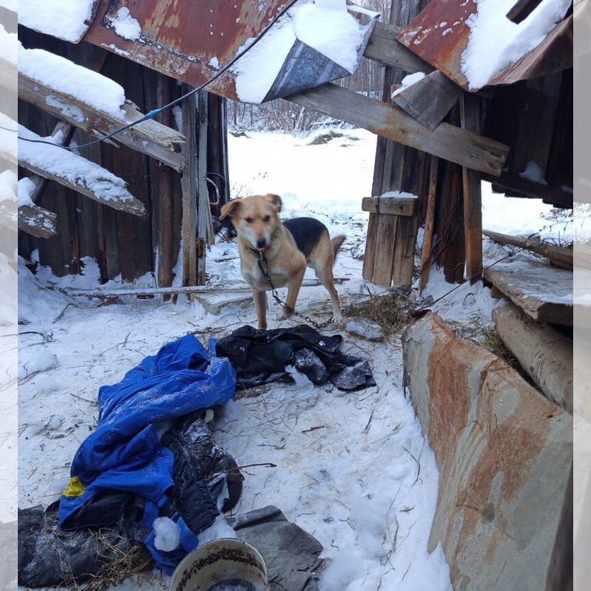 Собака кобель