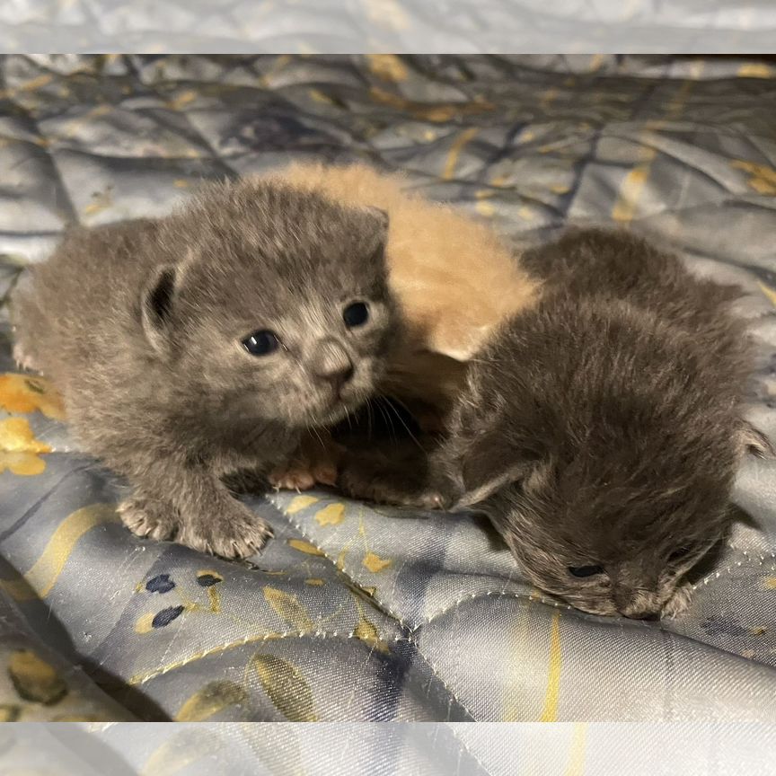 Котята в добрые руки даром