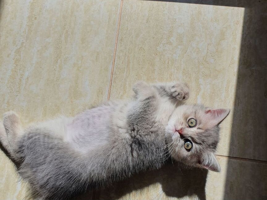 Котята