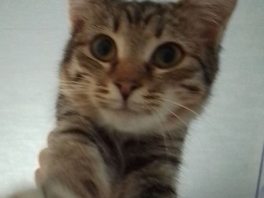 Отдам кота ласкового бесплатно