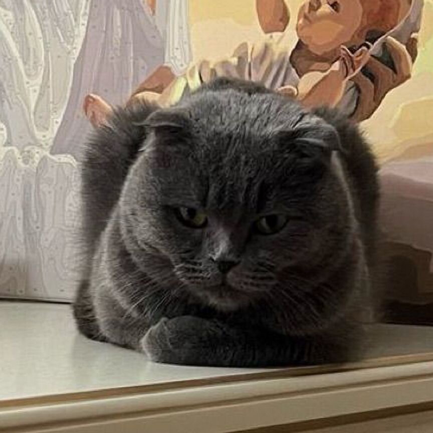 Шотландская вислоухая кошка бесплатно