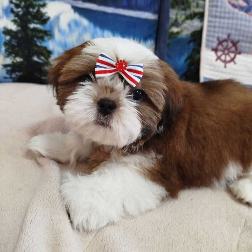 Мальчик Ши тцу