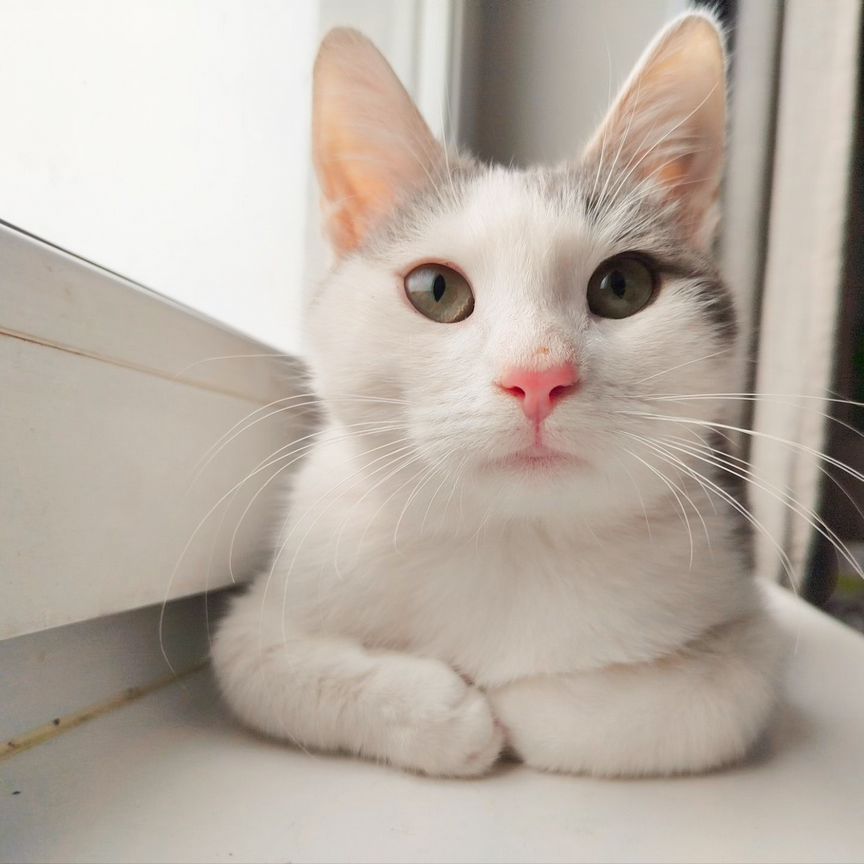 Спасите котенка Лаврушу