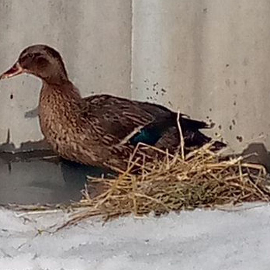 Подсадные утки