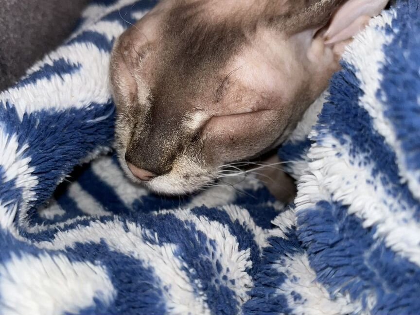 Донской сфинкс