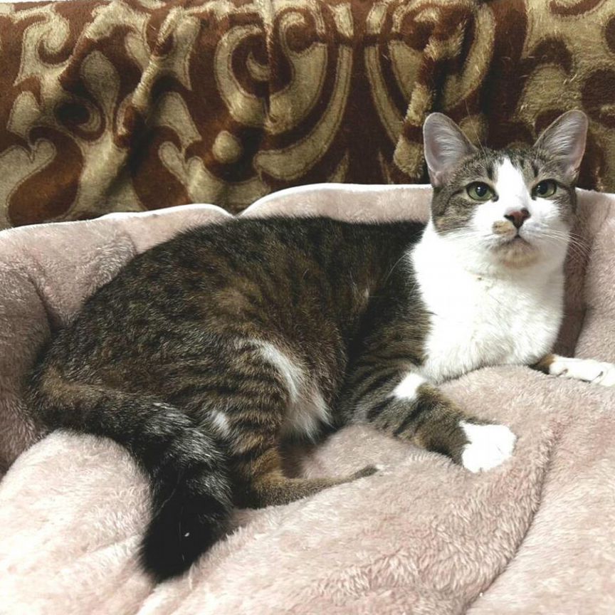 Диванный котик 2 года